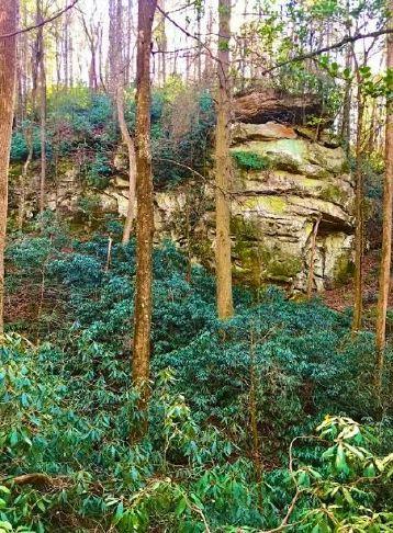 Evergreen native shrubs such as these rhododendrons add a nice touch of ...